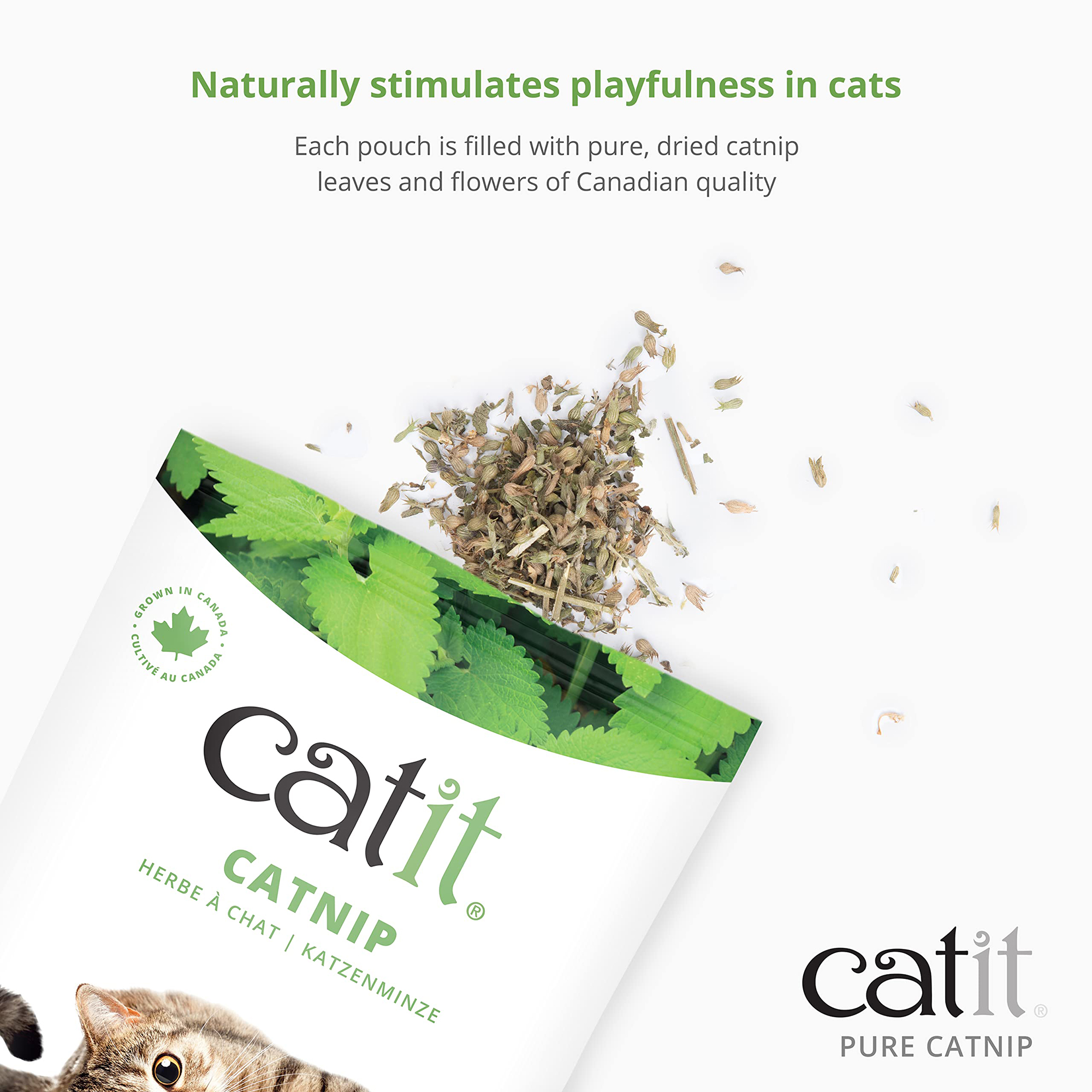 Dried Catnip Natural Herb, 28g (1oz) Bag - Catit