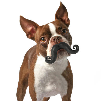 Humunga Stache Dog Toy by Moody Pet, Mini